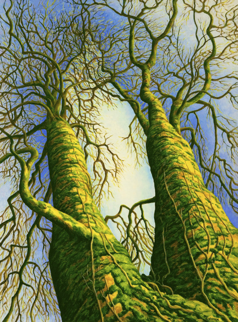 Going Up! Split Sycamore at St Loy Woods, West Penwith | Sarah Vivian